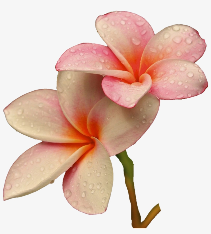 Png Freetoedit Flower Flowers Soft Raindrops Rain - Lovely Transparent ...