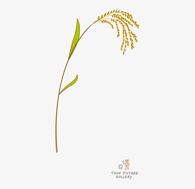 Rice Transparent PNG - 355x714 - Free Download on NicePNG
