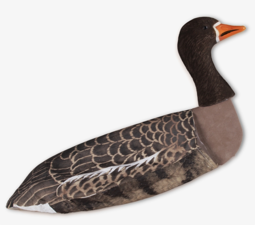 Loon Transparent PNG - 1000x1000 - Free Download on NicePNG