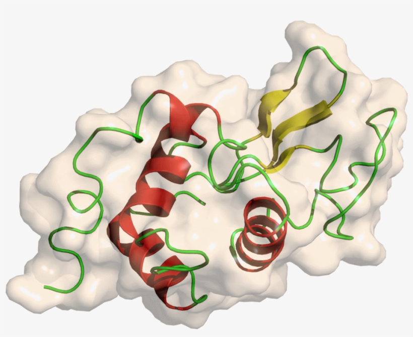 Lysozyme - Imagenes De La Lisozima Transparent PNG - 974x745 - Free ...