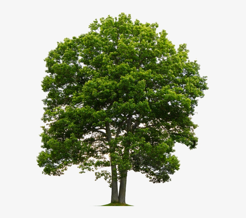 Oak Png Image Background - Red Oak Png Transparent PNG - 578x648 - Free ...