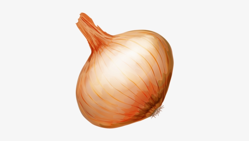 Download Pin By Mag Da Léna On Gif Plody - Cebolla Dibujo Png - HD ...
