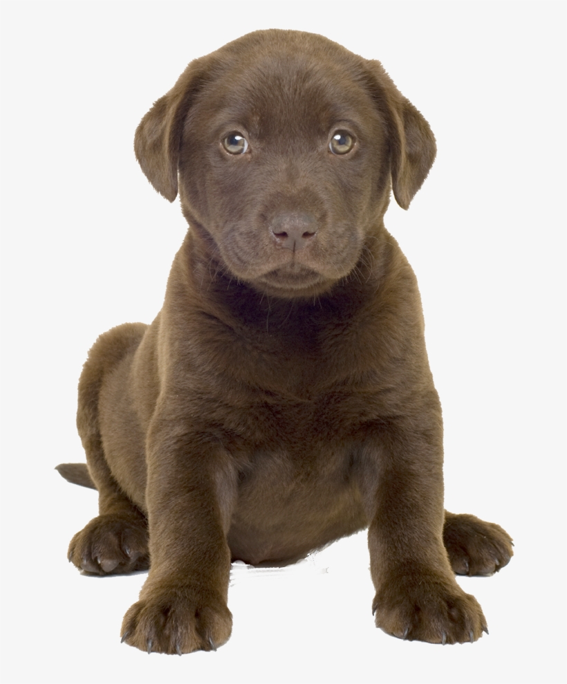 Dog Png Image - Chocolate Lab Puppy Png Transparent PNG - 741x1041 ...