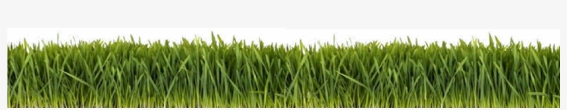 Cartoon Grasses - Grass Flashcard Transparent PNG - 1176x428 - Free ...