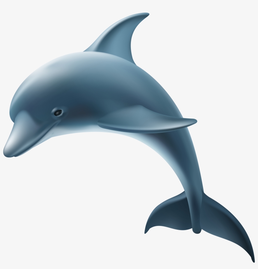 Download Dolphin Png - HD Transparent PNG - NicePNG.com