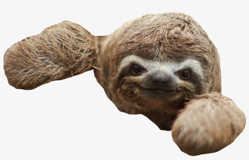 Sloth Png Transparent Sloth - Sloth Transparent Transparent PNG ...
