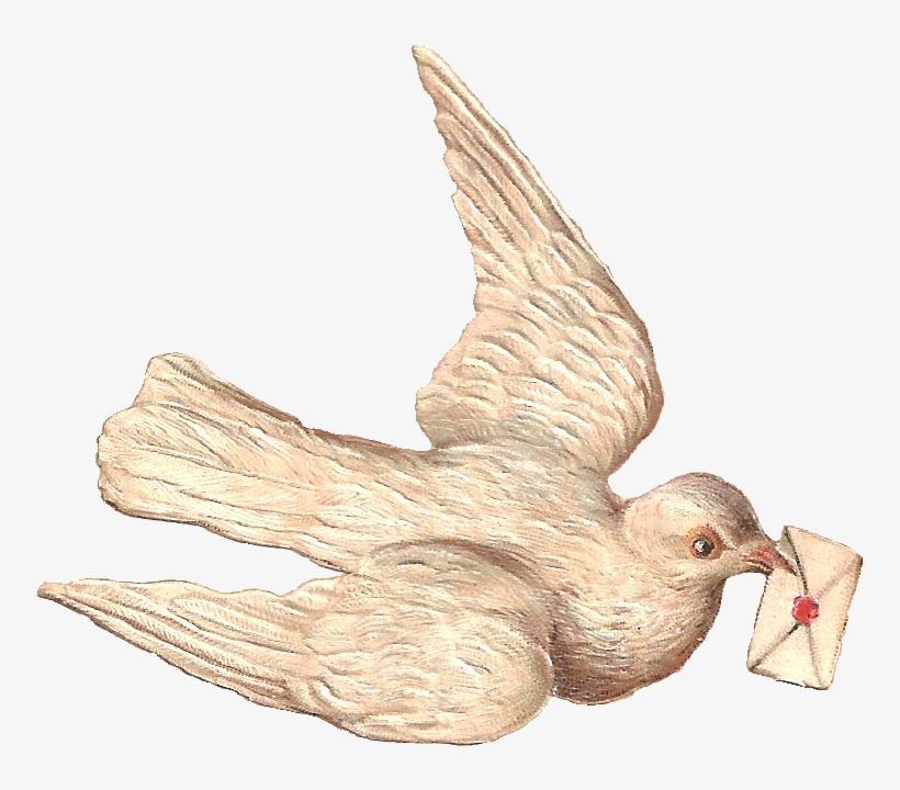 Dove With A Letter - Vintage Dove Png Transparent PNG - 846x727 - Free ...