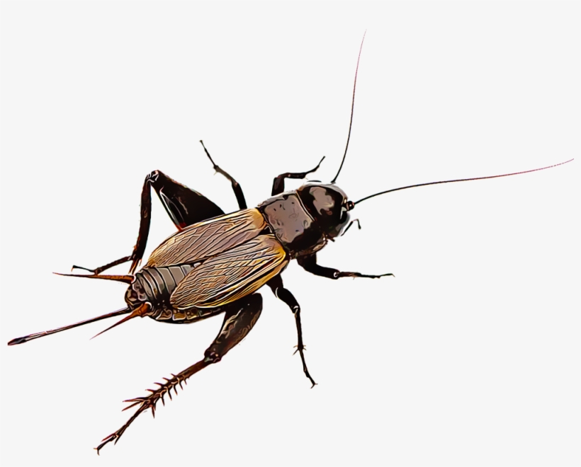 Common Field And House Crickets Are Nerve-wracking - Grillo E Cicala ...
