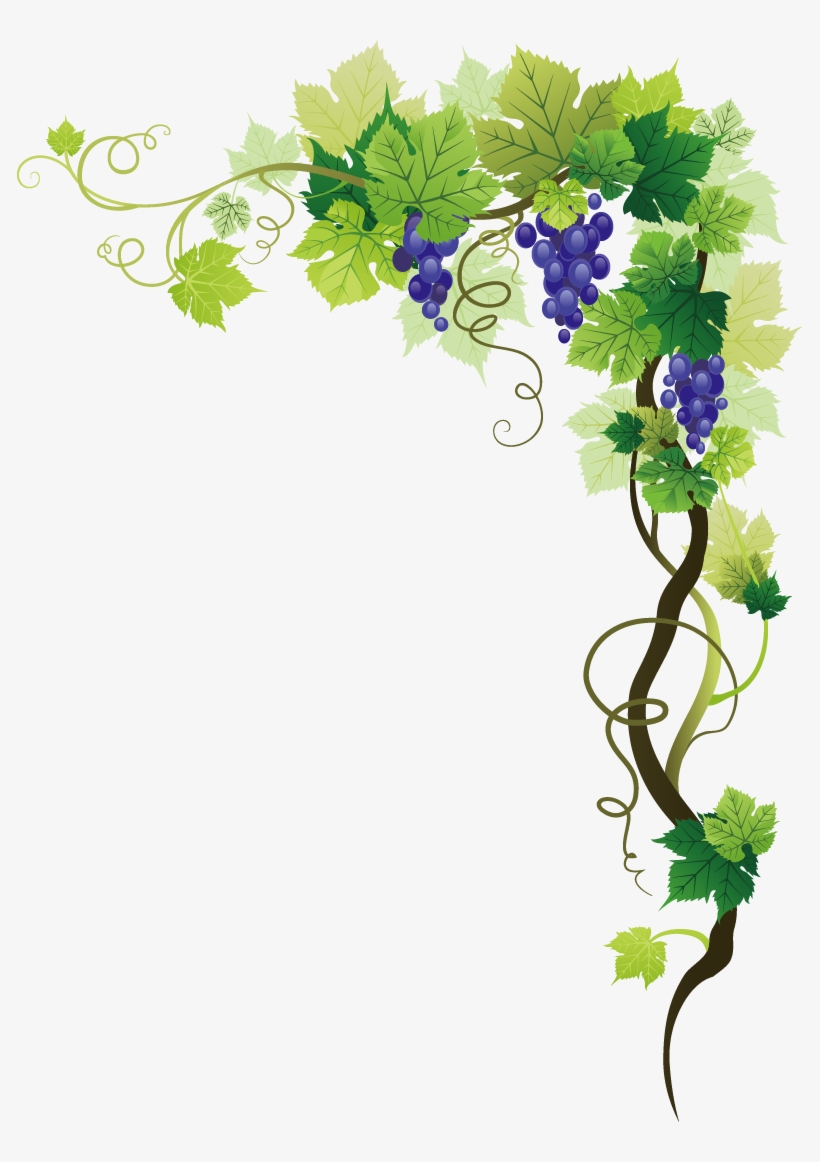 Download Grape Vine Border Png Freeuse Stock - Grape Vine Border Png ...