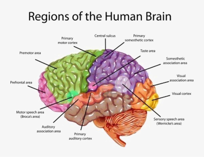 Brain Png Transparent Image Labeled Brain Anatomy Transparent PNG Brain Png Transparent Image Labeled Brain Anatomy Transparent PNG