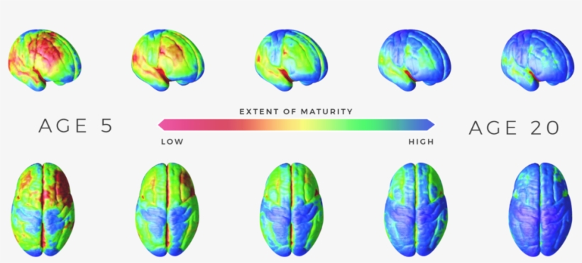 Extent Of Maturity - Maturity Stages Of Brain Transparent PNG ...