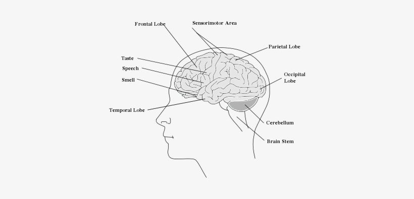 Simple Brain Diagram