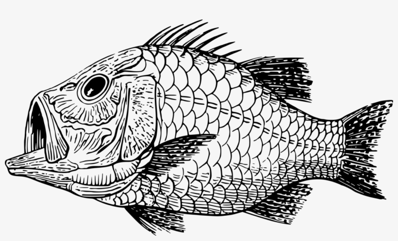 Late Cretaceous Fossil Fish Scale Transparent PNG - 1344x750 - Free ...