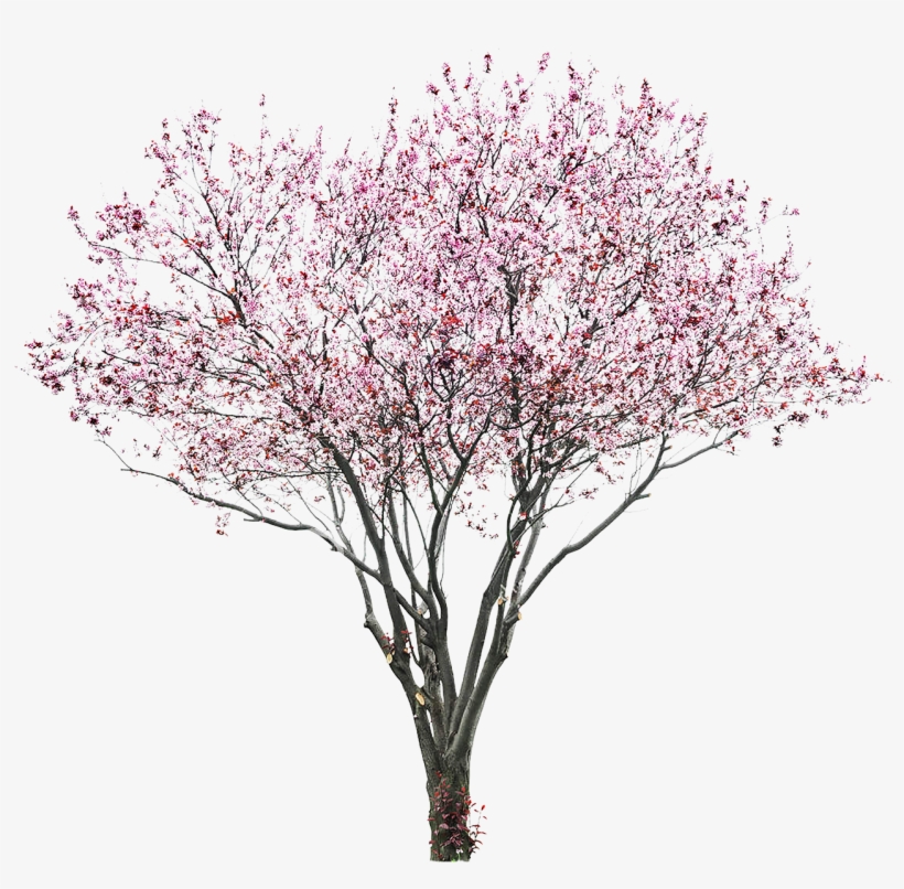 Flower Tree Png Images