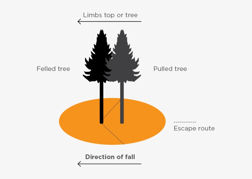 [image] Infographic Showing The Danger Zone And Escape - Tree ...