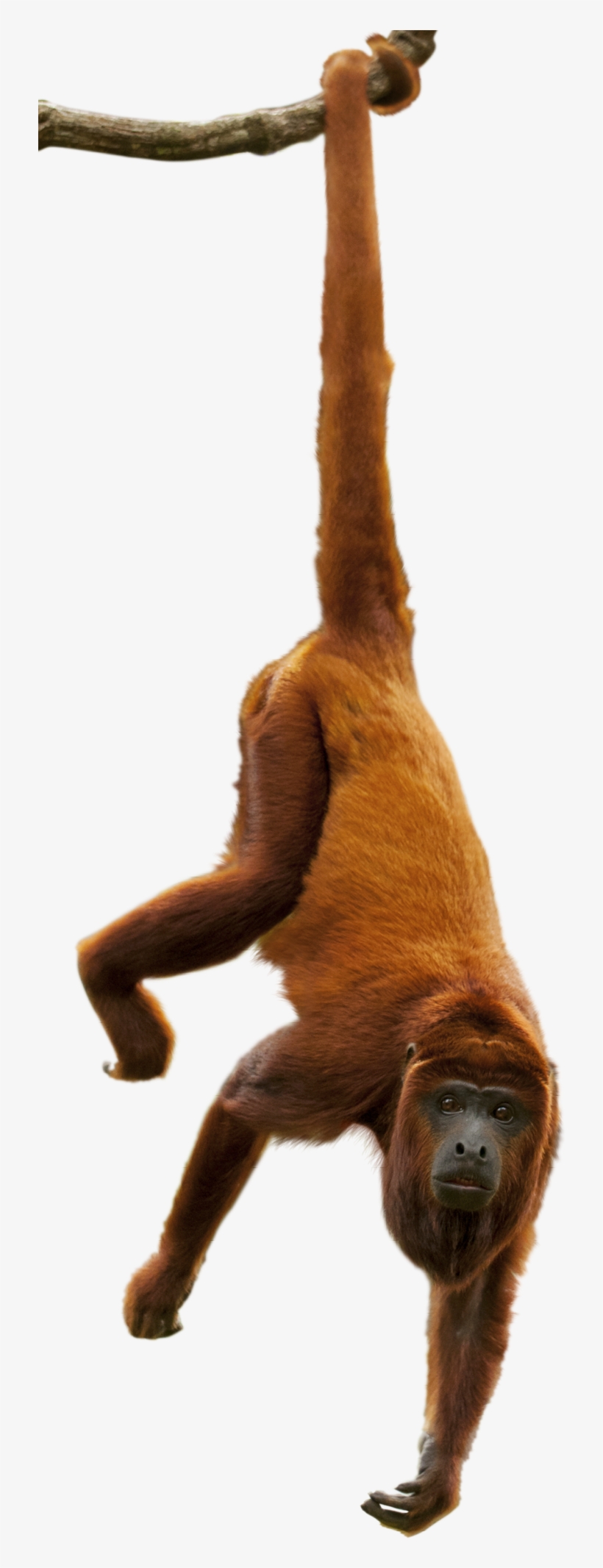 Download Howler Monkey Png Clipart Black And White Library - Howler ...