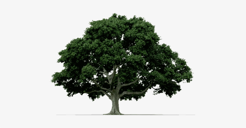 Siete Razones Para Plantar Un Árbol Transparent PNG - 760x419 - Free Download on NicePNG