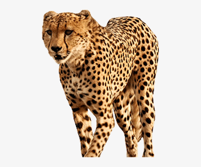 Free Png Cheetah Png Images Transparent - Cheetah Png Transparent PNG ...
