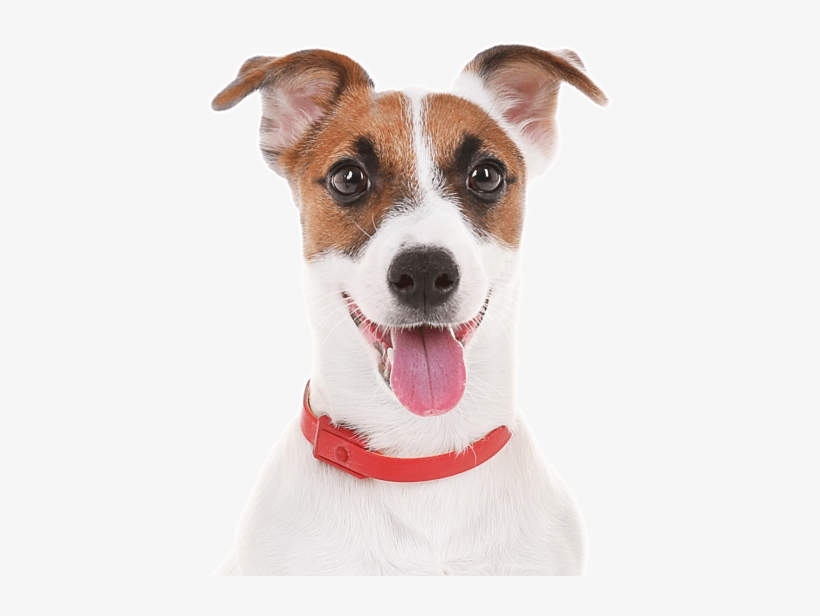 Jack Russell Terrier - Dog Transparent PNG - 565x585 - Free Download on ...