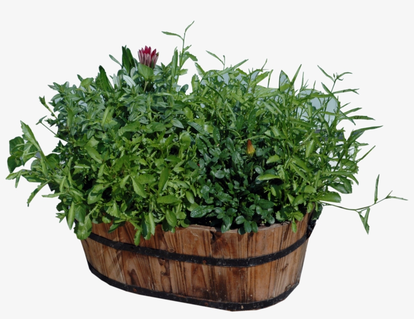 Potted Plants Png Download - Wood Flower Pots Png Transparent PNG ...
