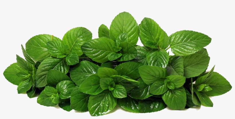 Download Mint Png Photos - Mint Png - HD Transparent PNG - NicePNG.com