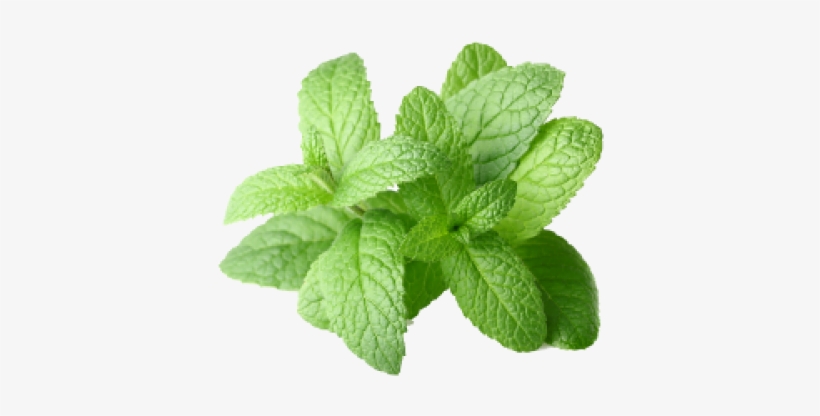 Peppermint Transparent Images - Peppermint Essential Oil Transparent ...
