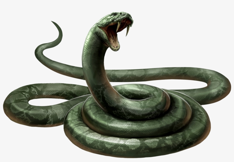 Snake Png Download Image - Snake Png Transparent PNG - 2000x1309 - Free ...
