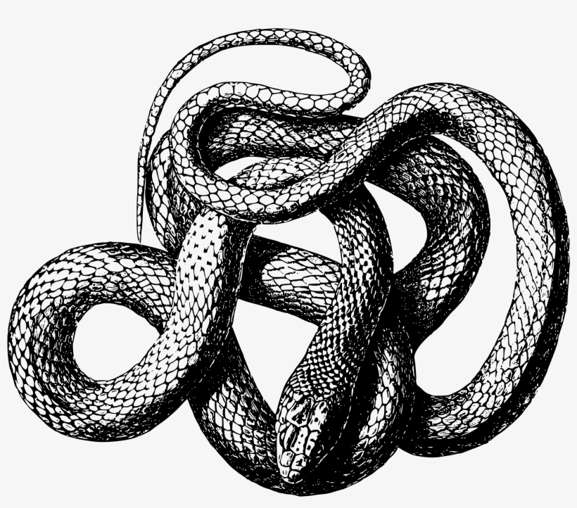 This Free Icons Png Design Of Snake 4 Transparent PNG - 2400x1999 ...