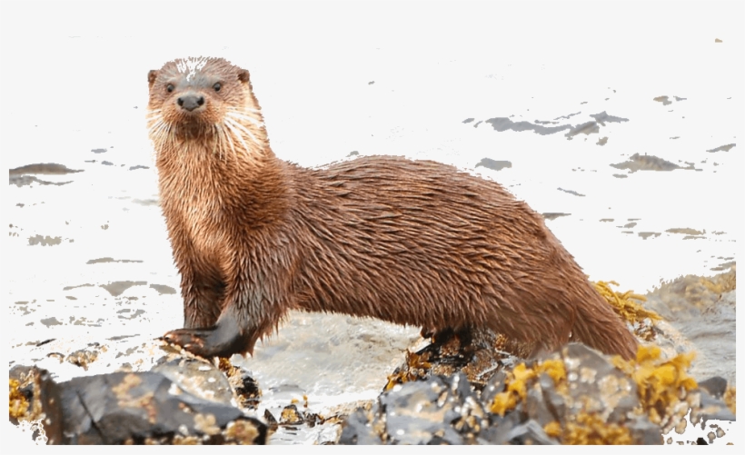 Otter Just Outside The Water - Mijbil The Otter Class 10 Transparent ...