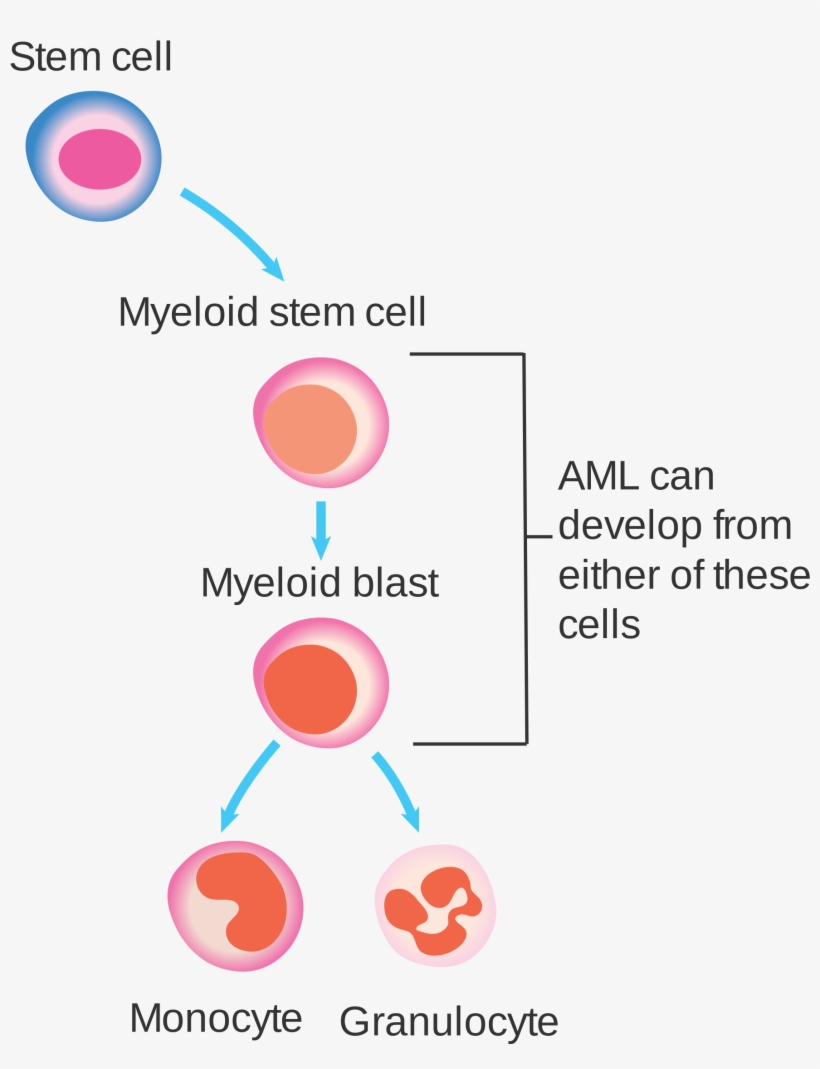 Starts Cruk Transparent PNG - 2000x2582 - Free Download on NicePNG
