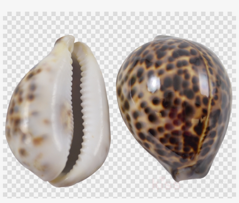 Cowrie Shell Png Clipart Cockle Seashell Cypraea Tigris Transparent PNG ...