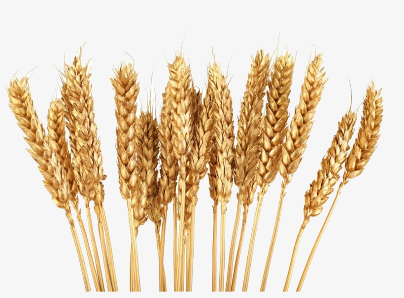 Grains Clipart Gold Wheat Transparent PNG - 1024x682 - Free Download on ...