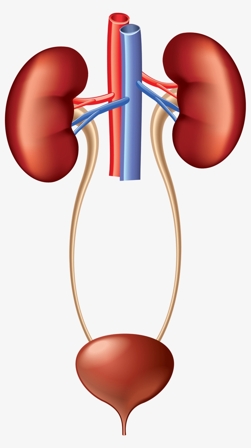 Download Kidney Clipart Urinary System - HD Transparent PNG - NicePNG.com