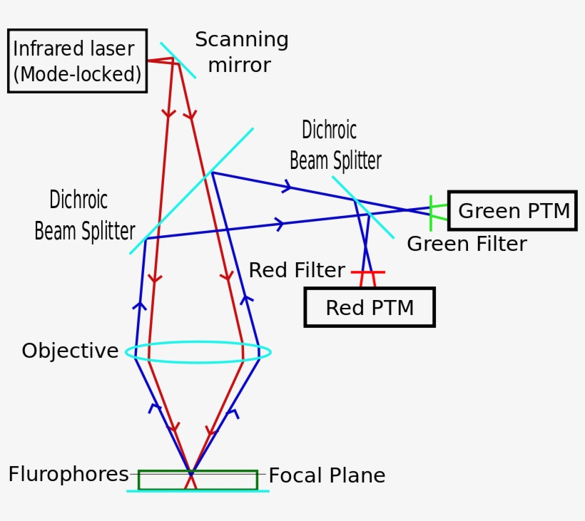 Diagram Of A Two-photon Excitation Microscope Transparent PNG - 800x651 ...