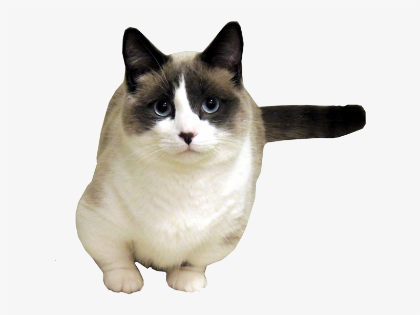 Transparent Cat Tumblr Transparent PNG - 615x566 - Free Download on NicePNG