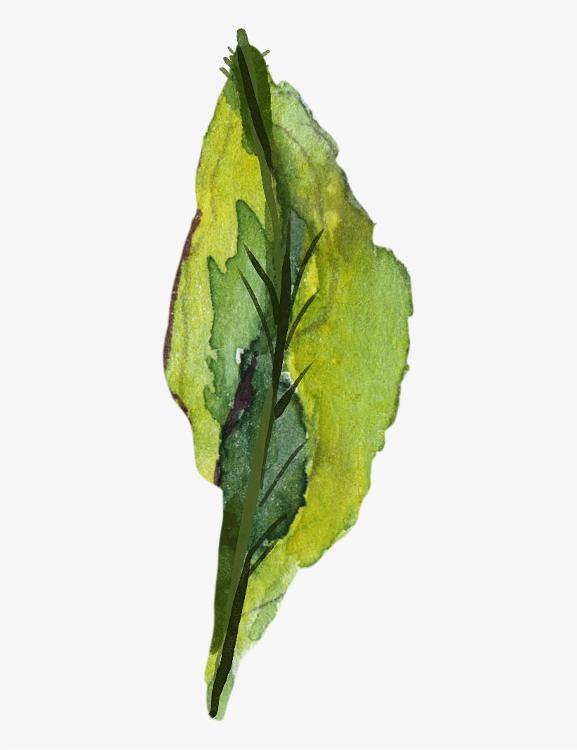 0℃素材11 - Plant Pathology Transparent PNG - 359x986 - Free Download on ...