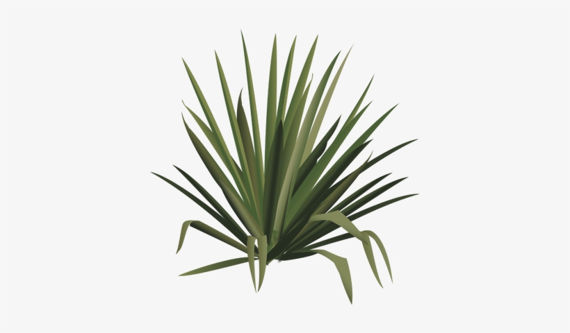 Graphic Freeuse Stock Yucca Png Index Of Ress Tice - Yucca Plant ...