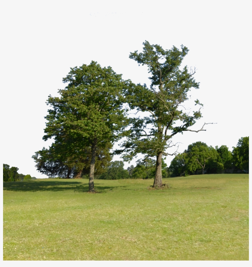 Trees Background Png Transparent PNG - 888x899 - Free Download on NicePNG