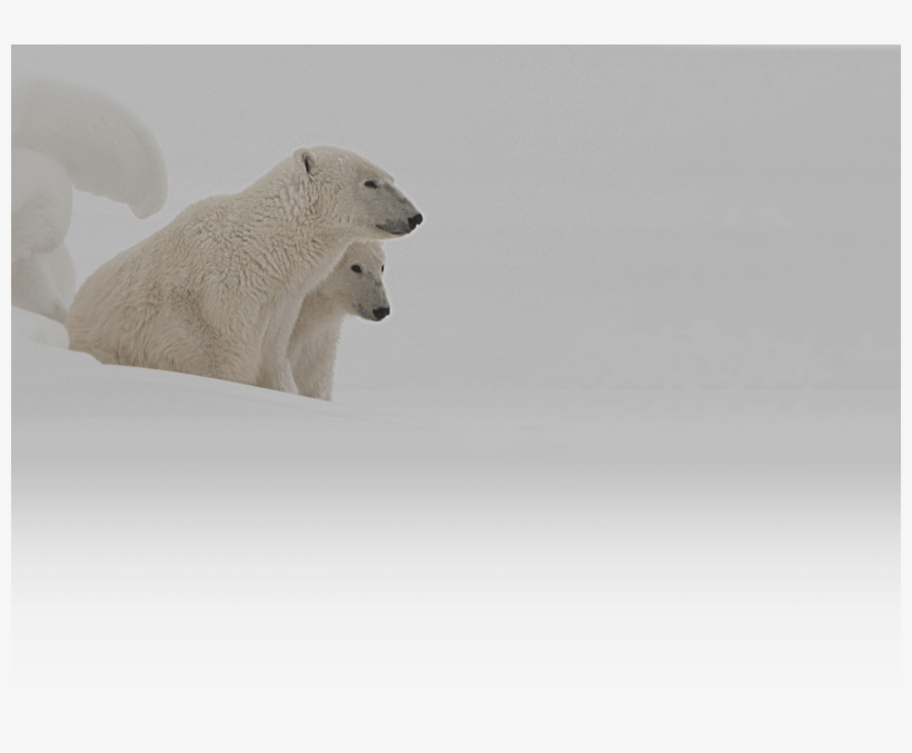 Array Transparent PNG - 1910x1486 - Free Download on NicePNG