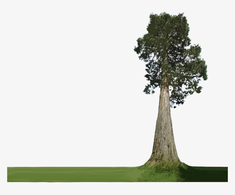 Forest Plants Png - Big Tree Transparent Background Transparent PNG ...
