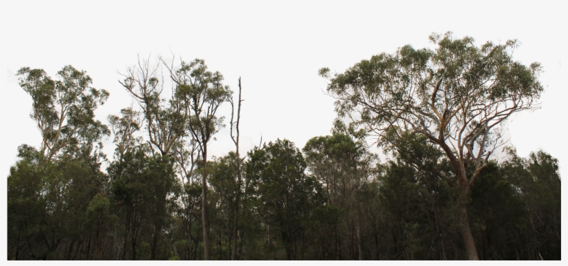 Treeline Png Transparent PNG - 2000x856 - Free Download on NicePNG
