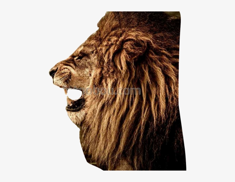 8 Be Self Controlled And Alert Your Enemy The Devil Transparent PNG ...