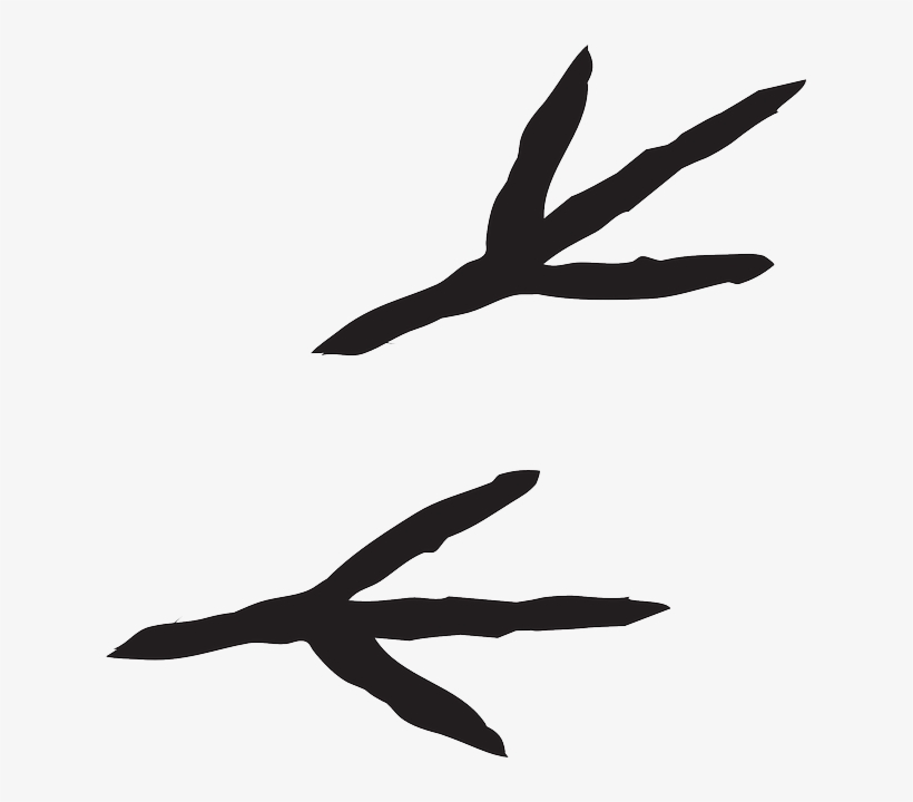 Bird, Claws, Tracks, Prints, Markings, Talon, Print - Bird Print ...