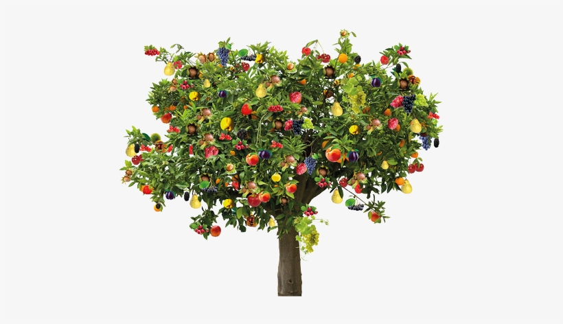 Twining-tree - Imagens De Angiospermas Transparent PNG - 816x480 - Free ...