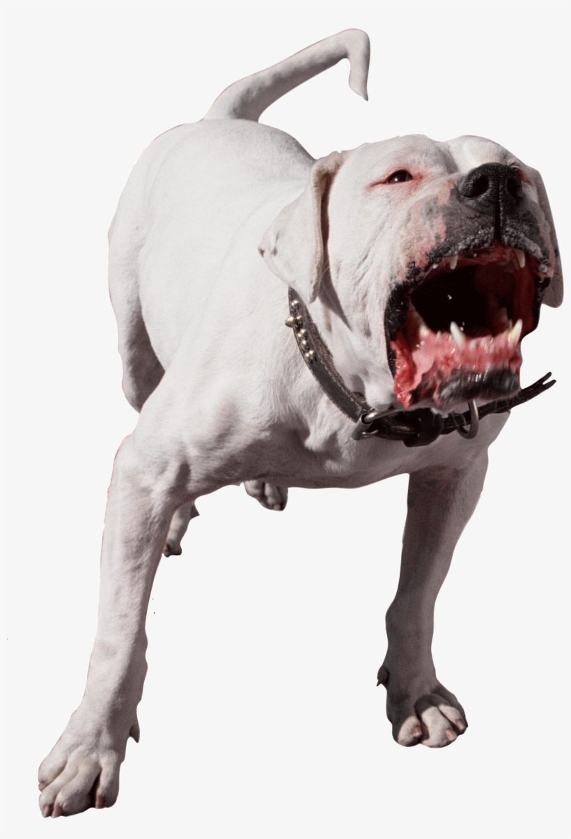 Fighting Png Transparent PNG - 1349x1915 - Free Download on NicePNG