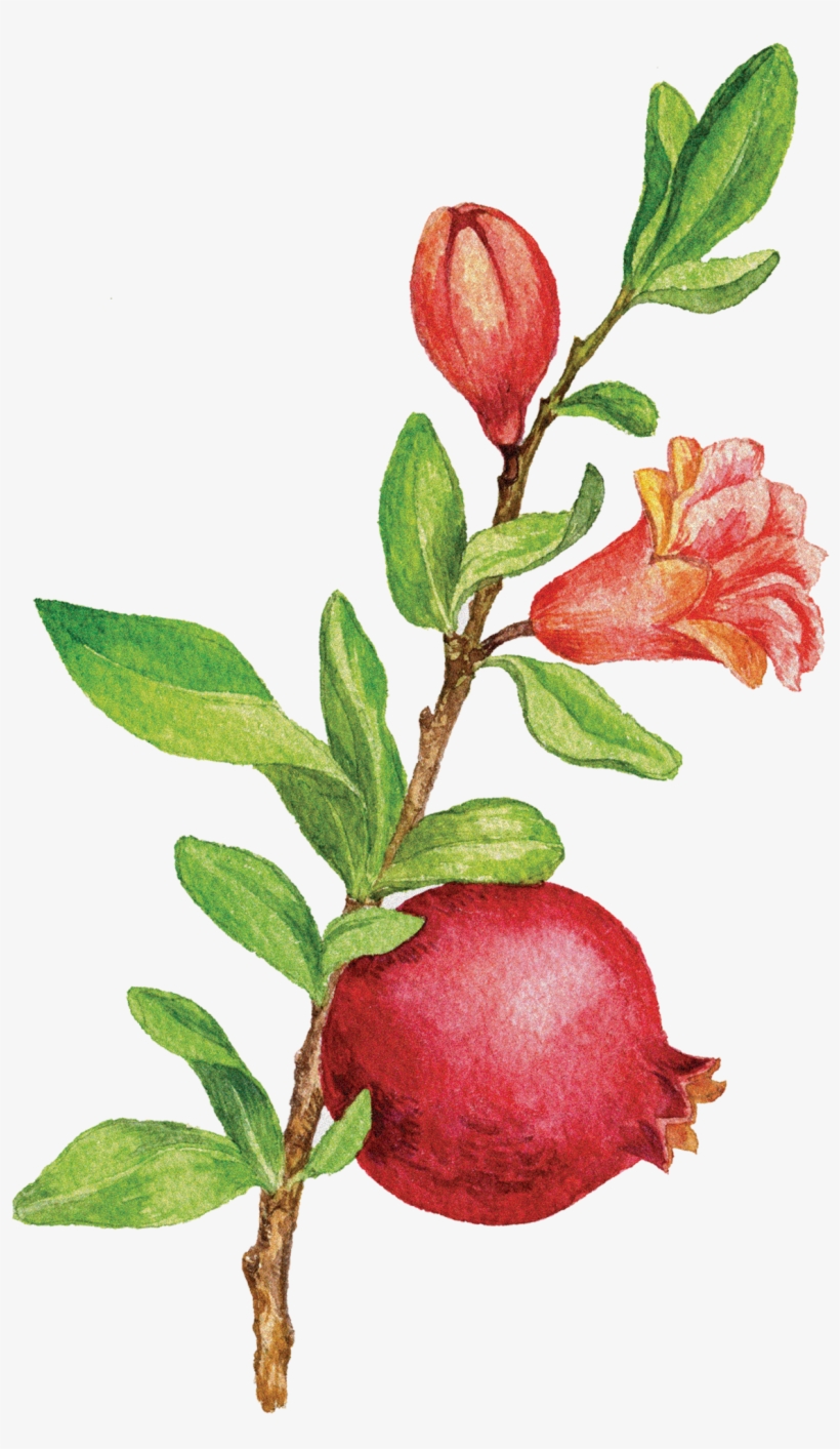 Pomegranate Tree Png Transparent PNG - 1575x2475 - Free Download on NicePNG