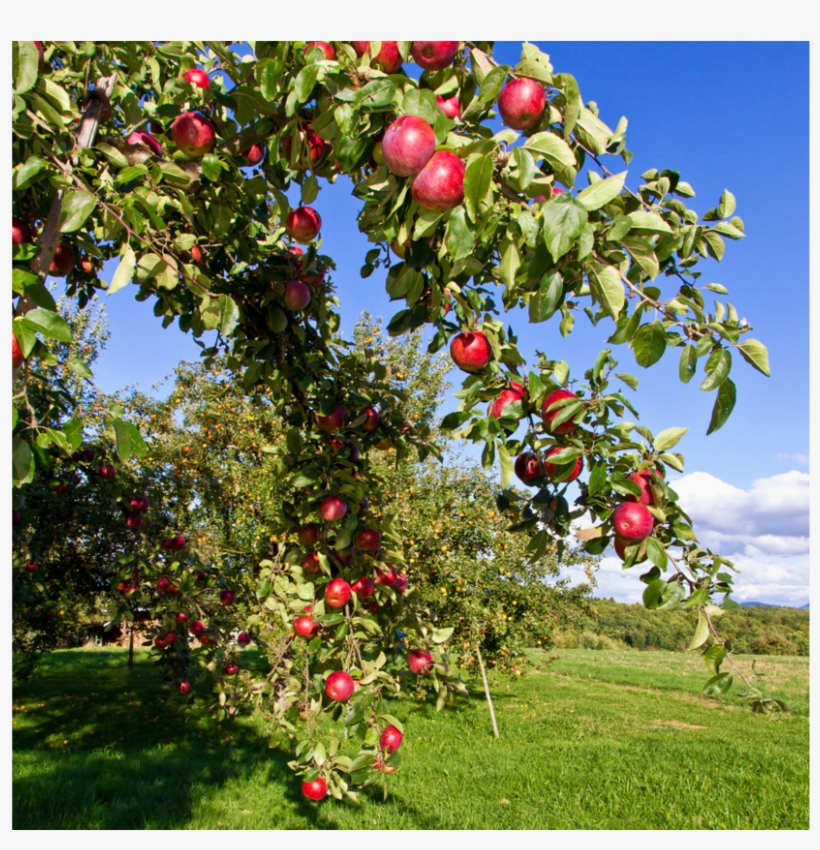 Pfanner Getraenke Apfel Bodensee Streuobstwiese Apfelbaum - Apple ...