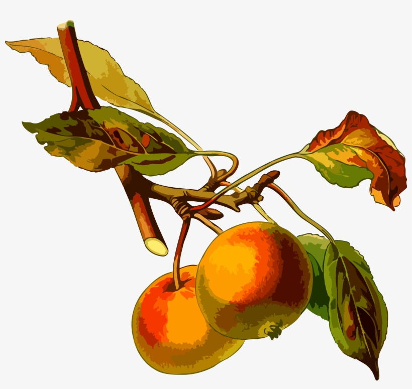 Big Image - Malus Domestica Transparent PNG - 2400x2154 - Free Download ...