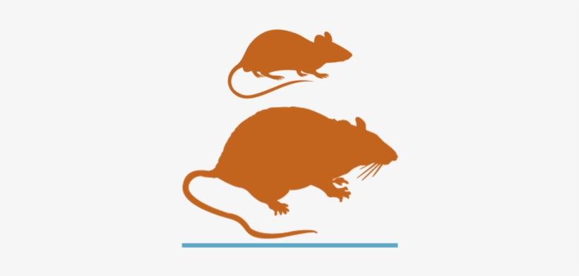 Got Rat? Ipad Sleeve Transparent PNG - 788x630 - Free Download on NicePNG