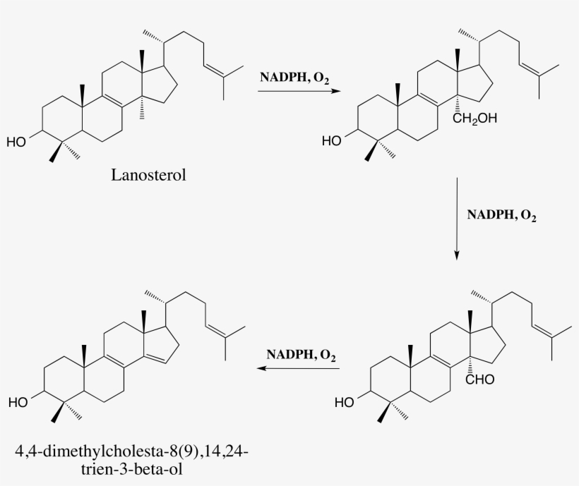 Lanosterol Demethylation Pathway Transparent PNG - 4301x3441 - Free ...